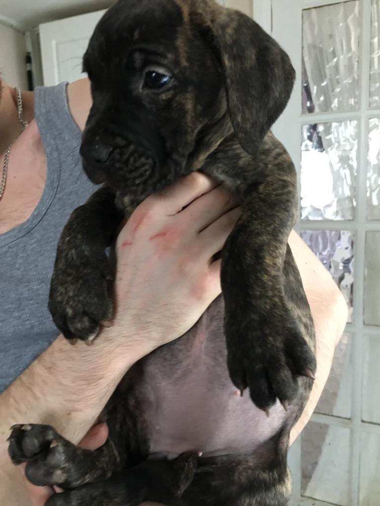 X Mastiff Puppies