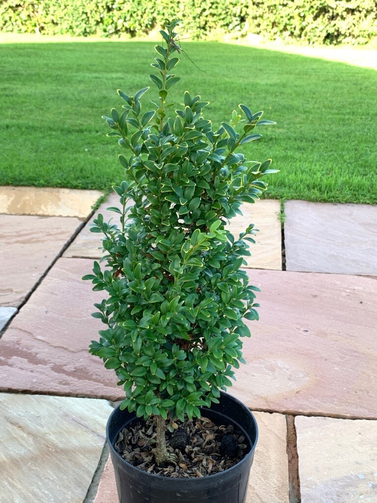 box-hedging-plants-in-exeter-devon-gumtree