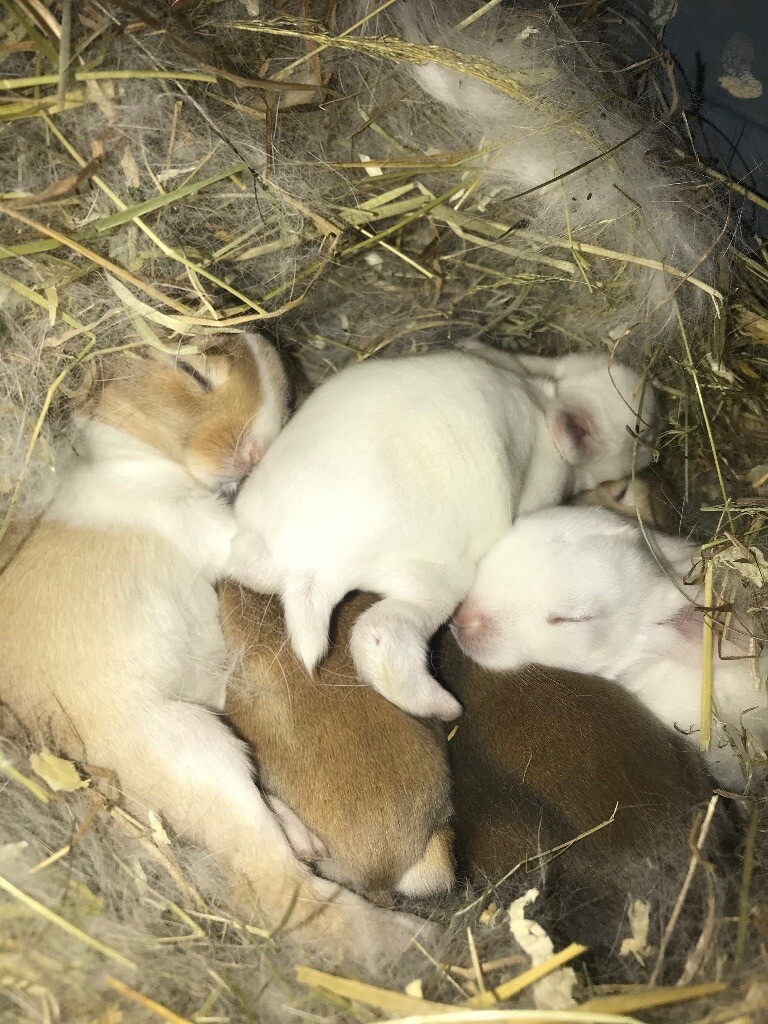 Mini lop bunnies 1 week old ready 8 weeks | in Stoke-on-Trent ...