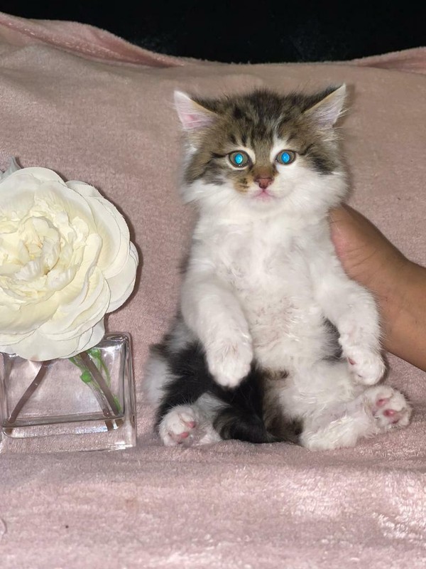 7 beautiful calico X ragdoll cross kittens
