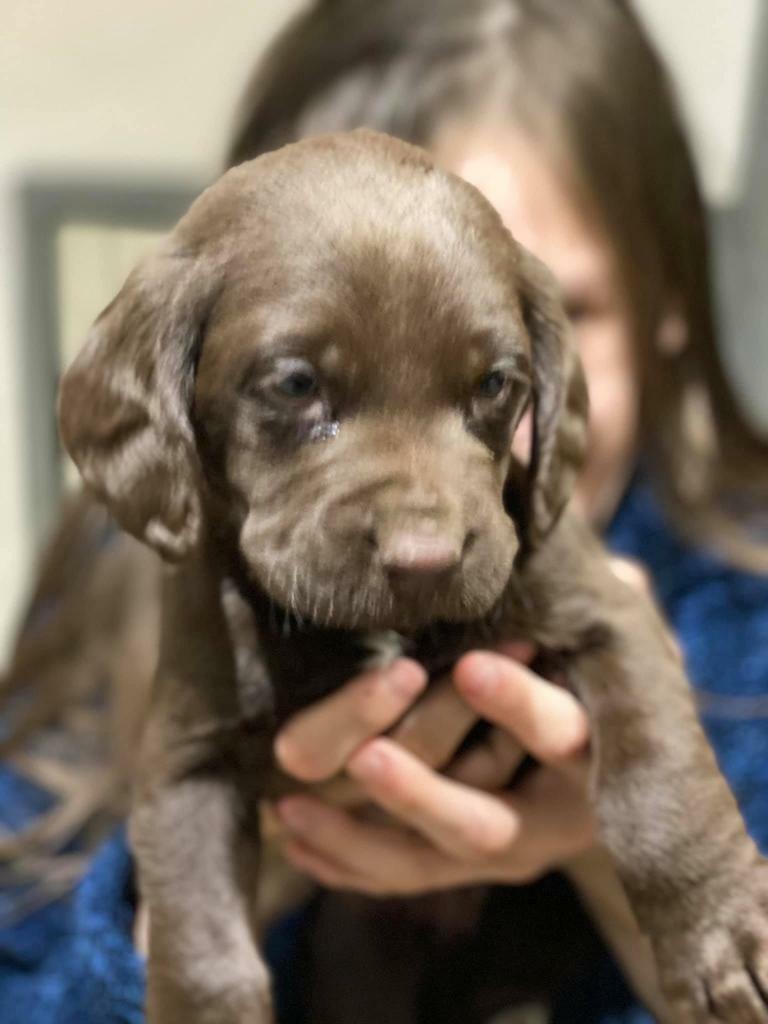 Cockador puppies | in Wrexham | Gumtree