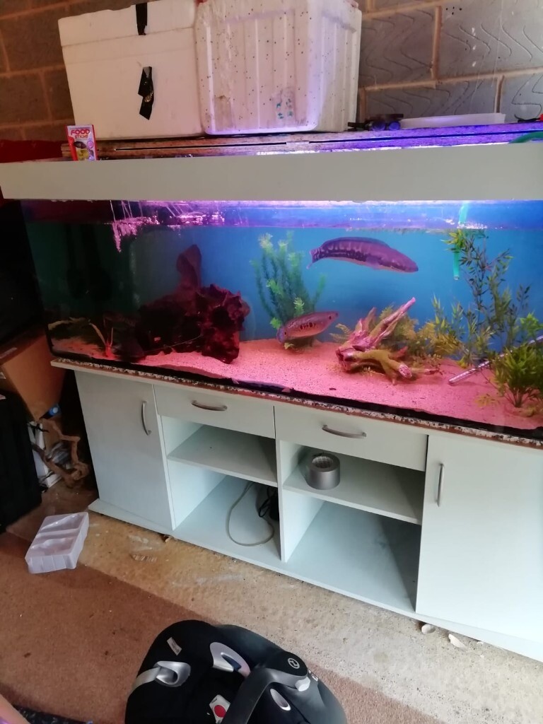 6ft 6' Fish tank with cabinet, lid, lights and external filter | in ...