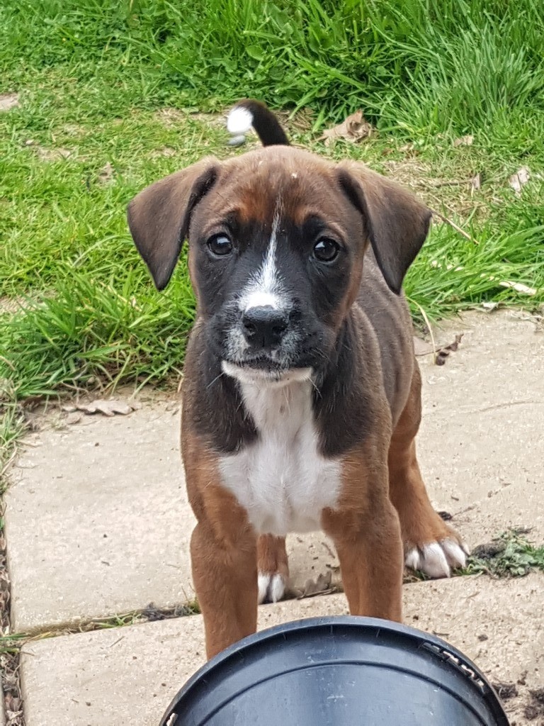 Boxer cross Doberman puppies | in Maldon, Essex | Gumtree