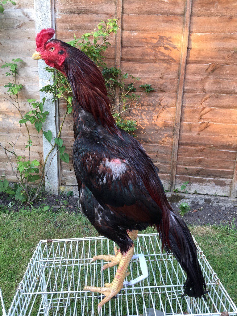 100% pure aseel for sale | in Birmingham, West Midlands | Gumtree