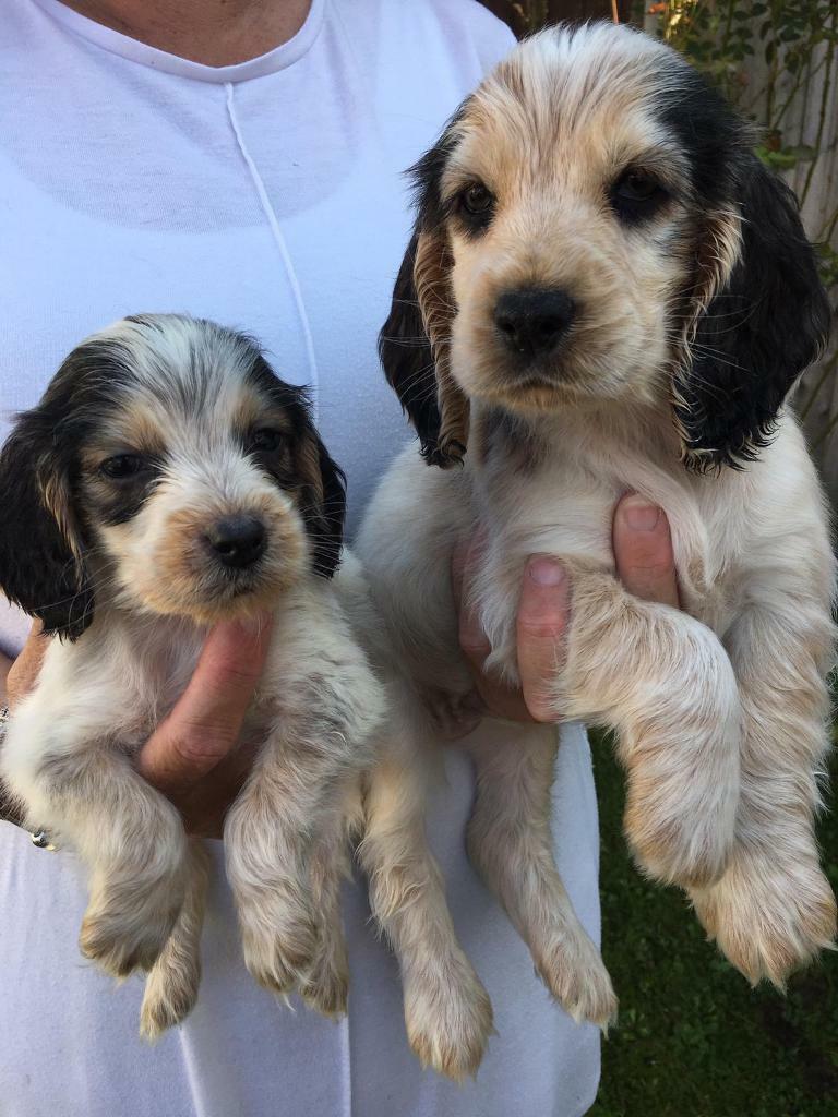 BEAUTIFUL COCKER SPANIEL PUPPIES *LAST 1* | in Newark, Nottinghamshire ...