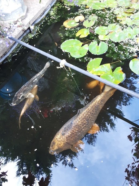 Ghost Carp for sale in UK | 56 second-hand Ghost Carps