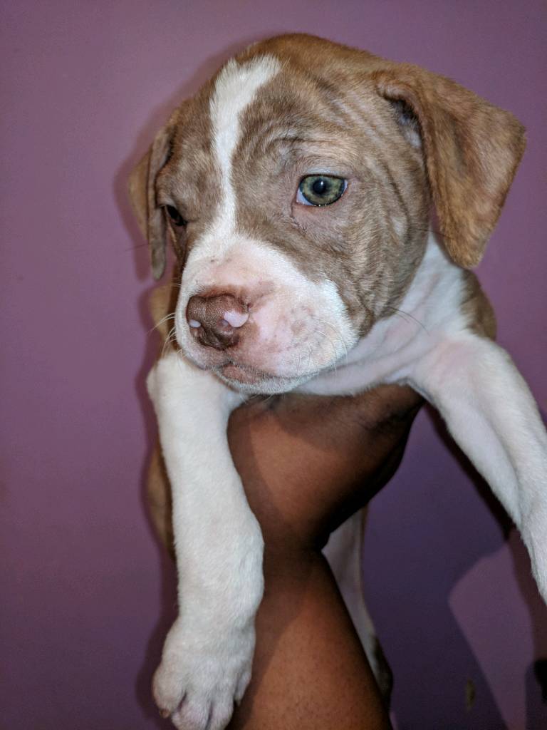 Last 2 Female American bulldog X | in Huddersfield, West Yorkshire ...