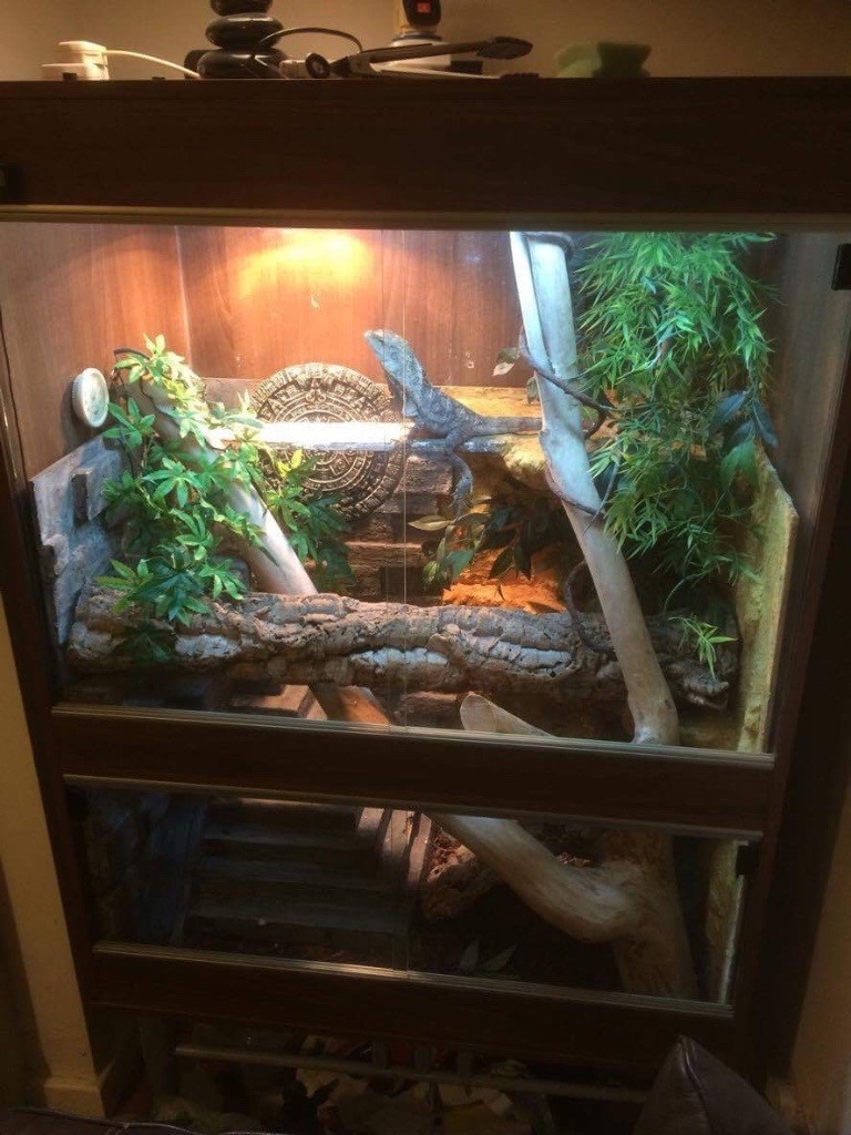 Frilled dragon and full setup | in Stockport, Manchester | Gumtree