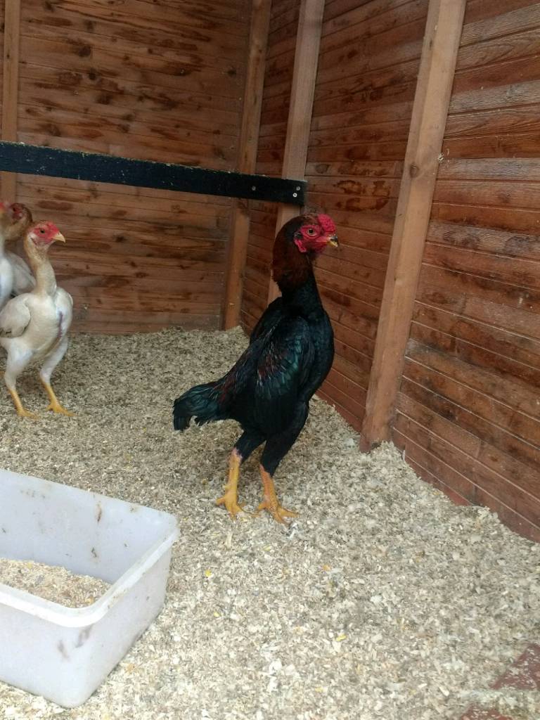 Ko shamo stag for sale | in York, North Yorkshire | Gumtree Ko shamo stag for sale | in York, North Yorkshire | Gumtree