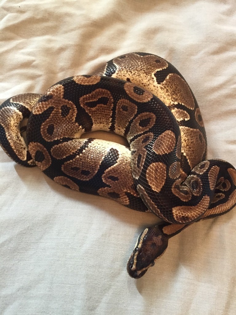Royal python | Reptiles For Sale - Gumtree