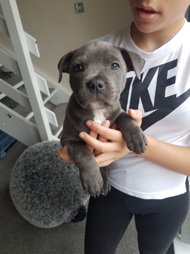 Blue staffy puppies KC Registered | in Lepton, West Yorkshire | Gumtree