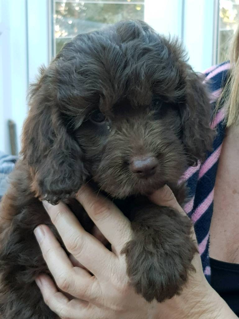 Stunning F1 Cockapoo puppies - ready to go this week | in Bournemouth ...