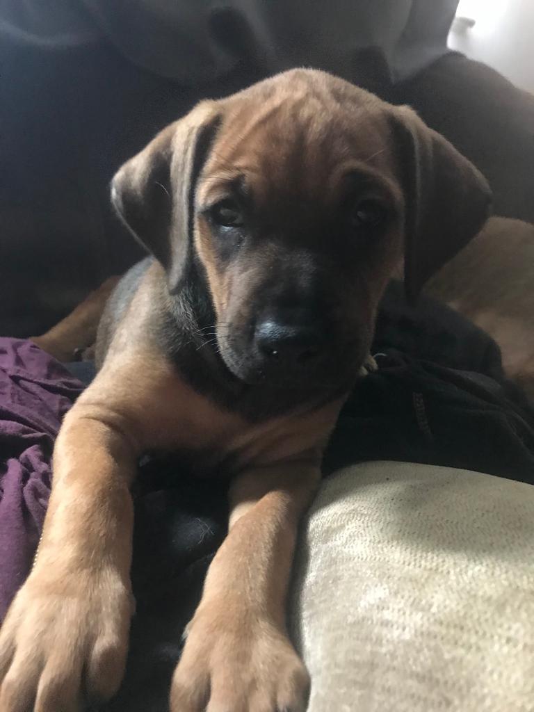 Rodeasian ridgeback cross Rottweiler puppy | in Scunthorpe ...