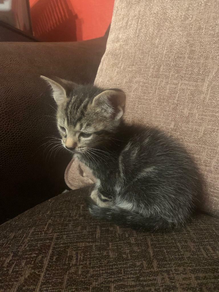 Girl tabby kitten 9 weeks old | in Tottenham, London | Gumtree