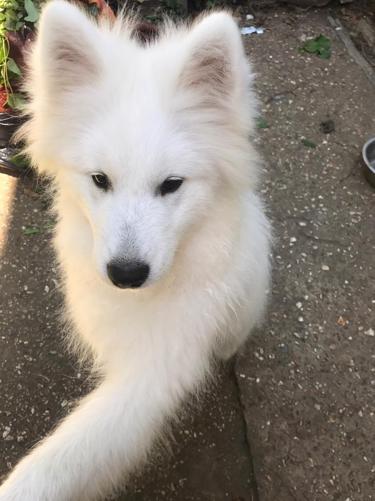 Beautiful female Samoyed puppy | in Southampton, Hampshire | Gumtree