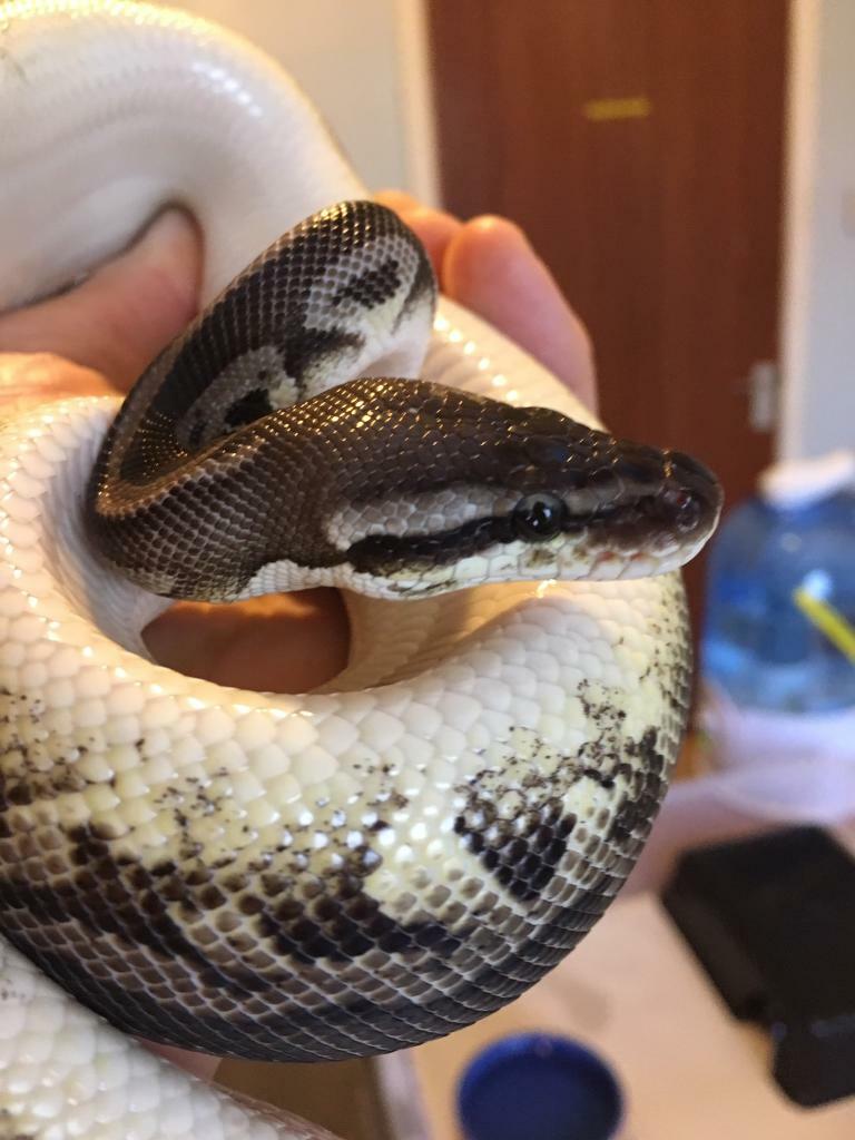 Royal python morphs | in Aberdeen | Gumtree