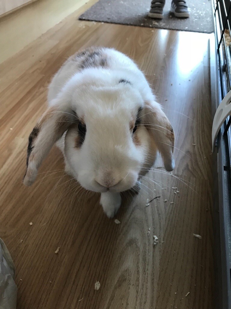 Large lop eared rabbit | in Penicuik, Midlothian | Gumtree