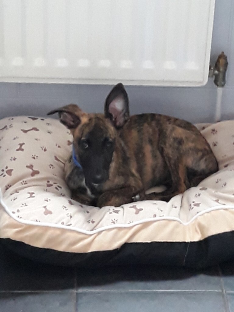 Belgian malinois x whippet | in Cobham, Surrey | Gumtree Belgian malinois x whippet | in Cobham, Surrey | Gumtree