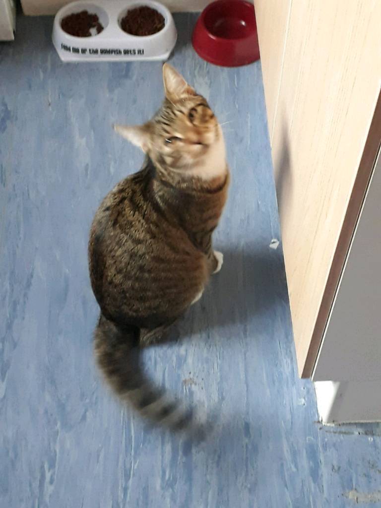 Bingle cross tabby cat | in Bransholme, East Yorkshire | Gumtree