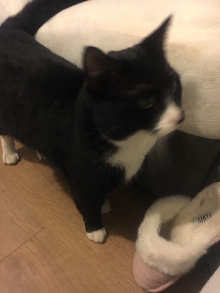 2 male cats (being collected) | in Tunbridge Wells, Kent | Gumtree 2 male cats (being collected) | in Tunbridge Wells, Kent | Gumtree