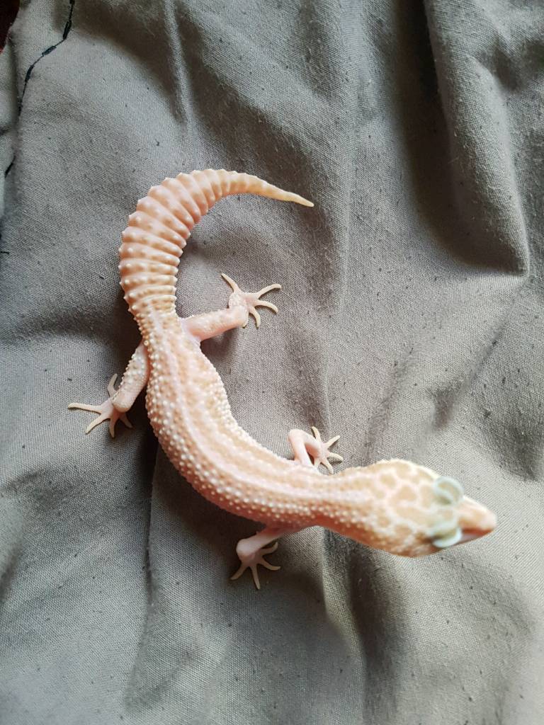 Super snow leopard geckos ! | in Paignton, Devon | Gumtree