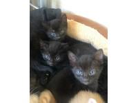 Pets for Sale - Gumtree