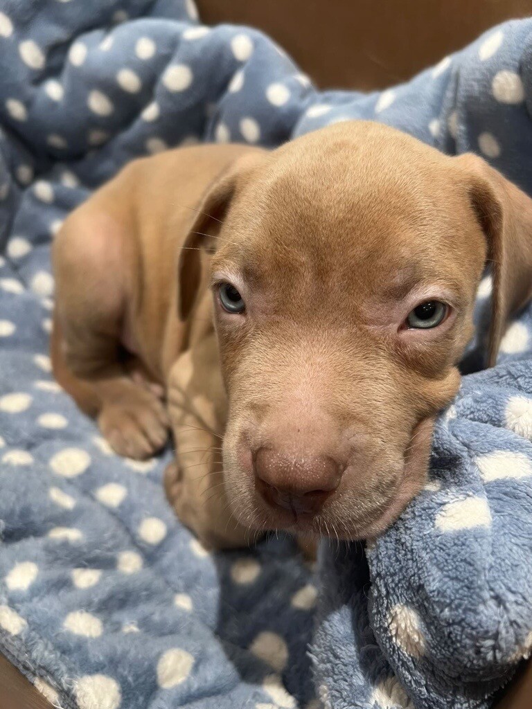 READY TO LEAVE NOW‼️ LILAC & BLUE BRINDLE XL BULLY X MASTIFF/STAFF ... READY TO LEAVE NOW‼️ LILAC & BLUE BRINDLE XL BULLY X MASTIFF/STAFF ...