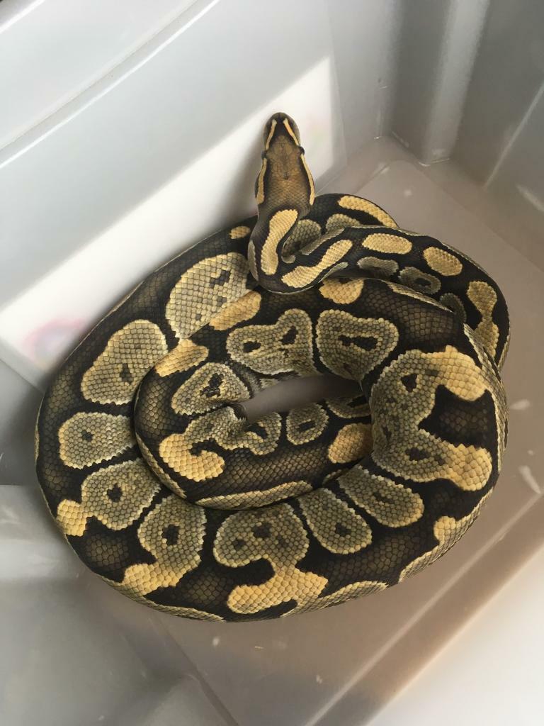 Royal python ghost morph snake | in Turriff, Aberdeenshire | Gumtree