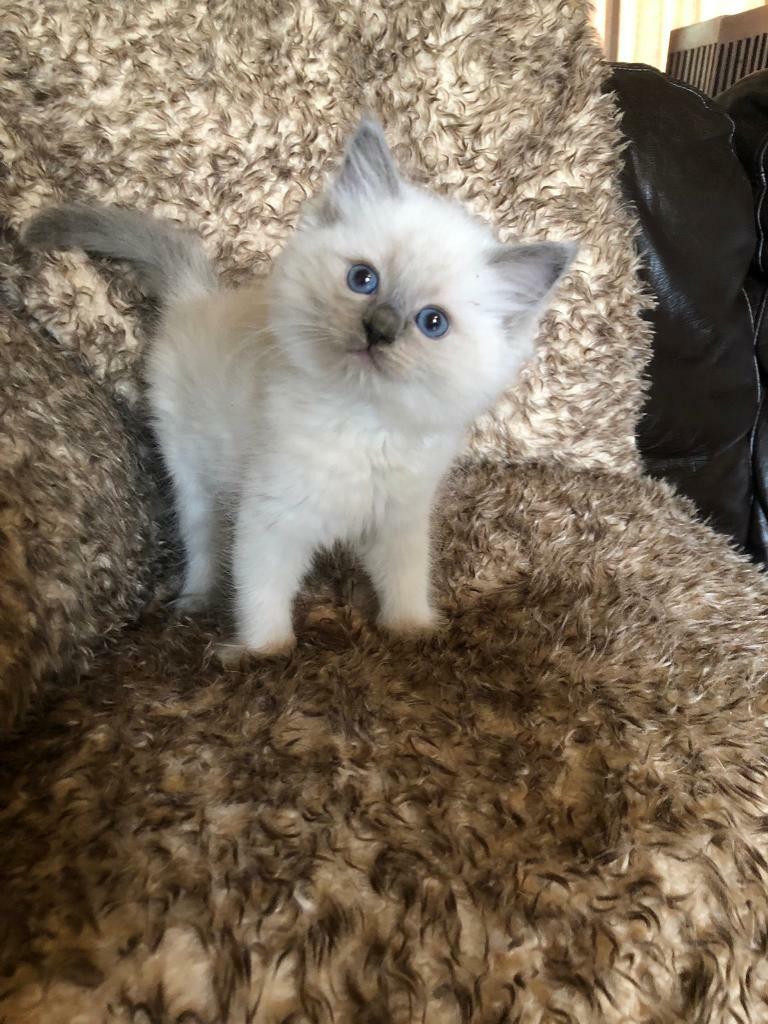 Pure Pedigree Ragdoll kittens for sale | in Hucknall, Nottinghamshire ...