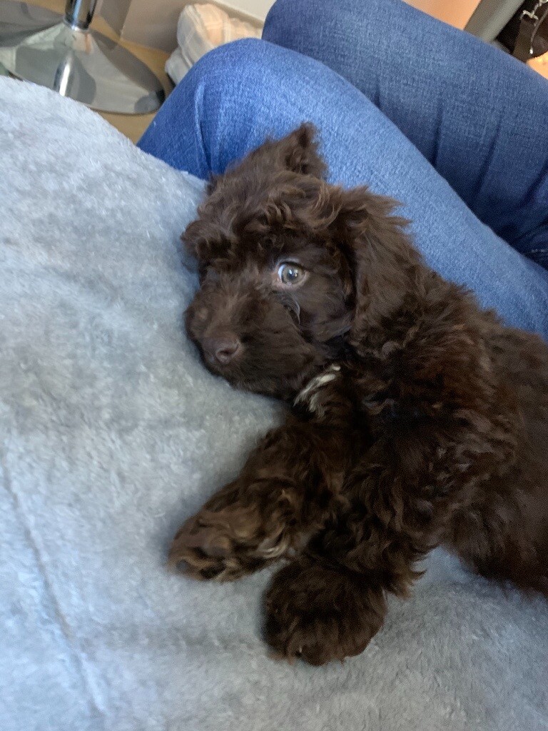 10 week old cockapoo boy puppy | in West End, London | Gumtree
