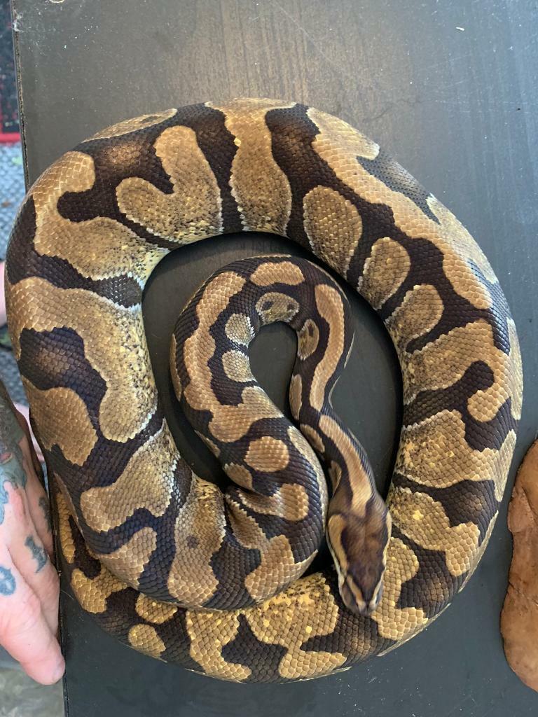 Ball python & corn snake | in Falls Road, Belfast | Gumtree Ball python & corn snake | in Falls Road, Belfast | Gumtree