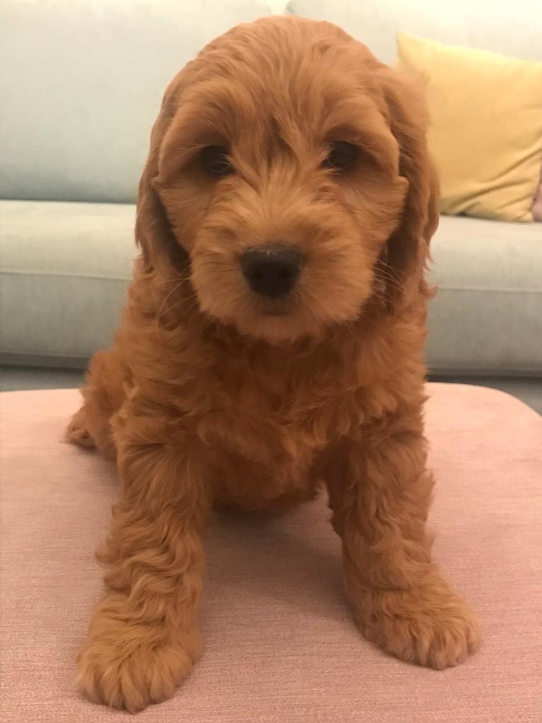 Ready to leave Red & Apricot Cockapoo puppies (last 2 girls) | in ...