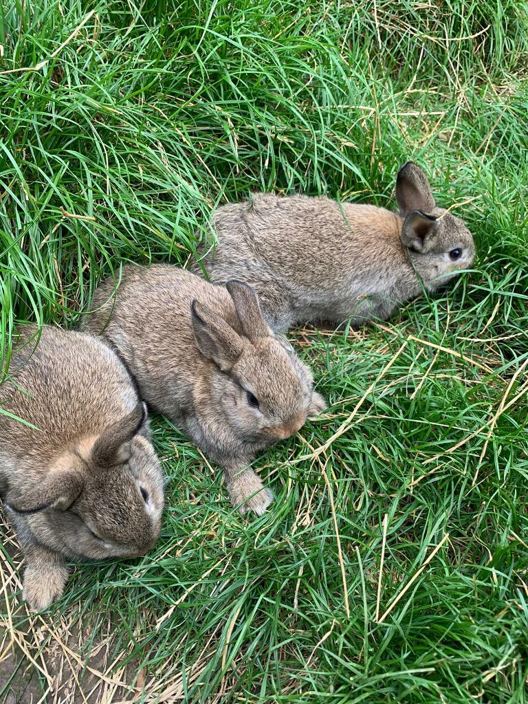 Adorable pure breed Netherlands dwarf baby rabbits | in Swiss Cottage ...