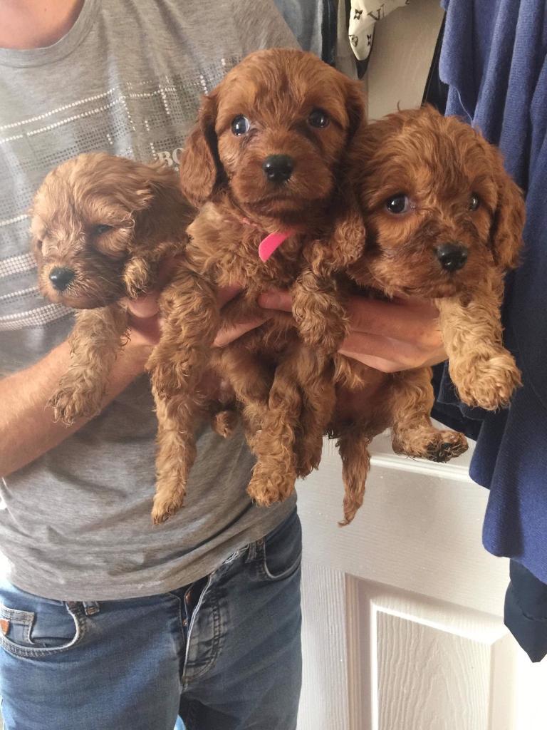 Beautiful solid red f1 cavapoo puppies | in Middlesbrough, North ...