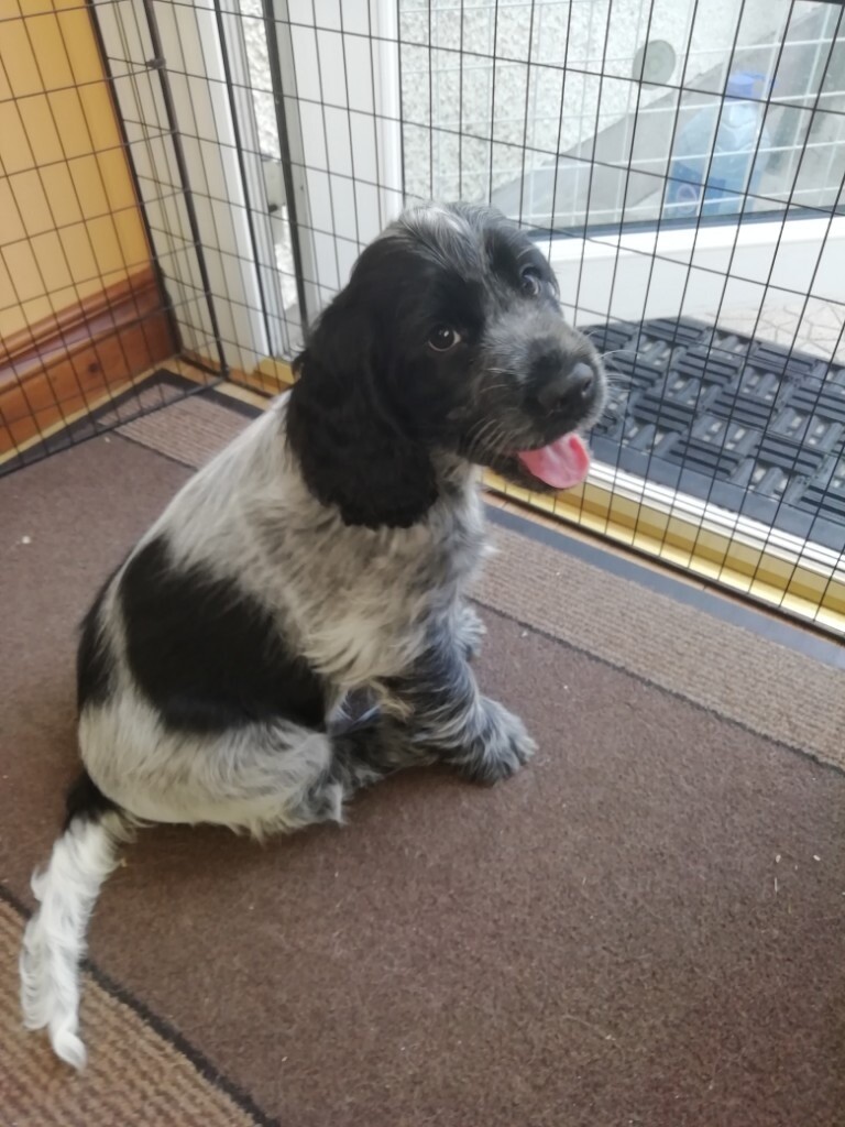 Beautiful Blue Roan Cocker Spaniel Pups | in Castledawson, County ...