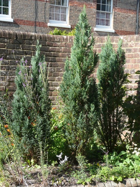 Conifers for sale in UK | 75 second-hand Conifers