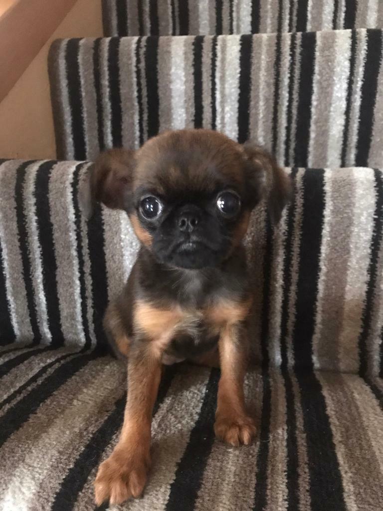 Brussels griffon brabancon | in Limavady, County Londonderry | Gumtree