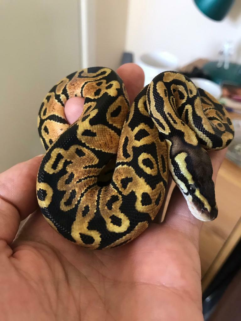 Royal Pythons In Southville Bristol Gumtree