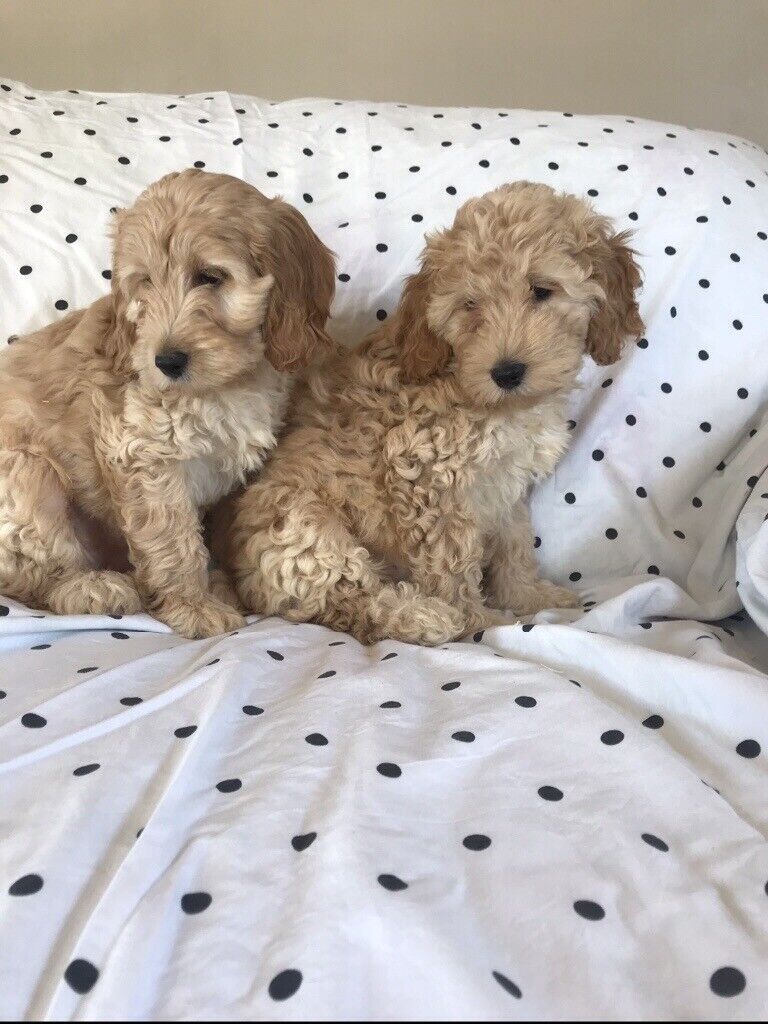 Cockapoo puppies | in Polmont, Falkirk | Gumtree Cockapoo puppies | in Polmont, Falkirk | Gumtree
