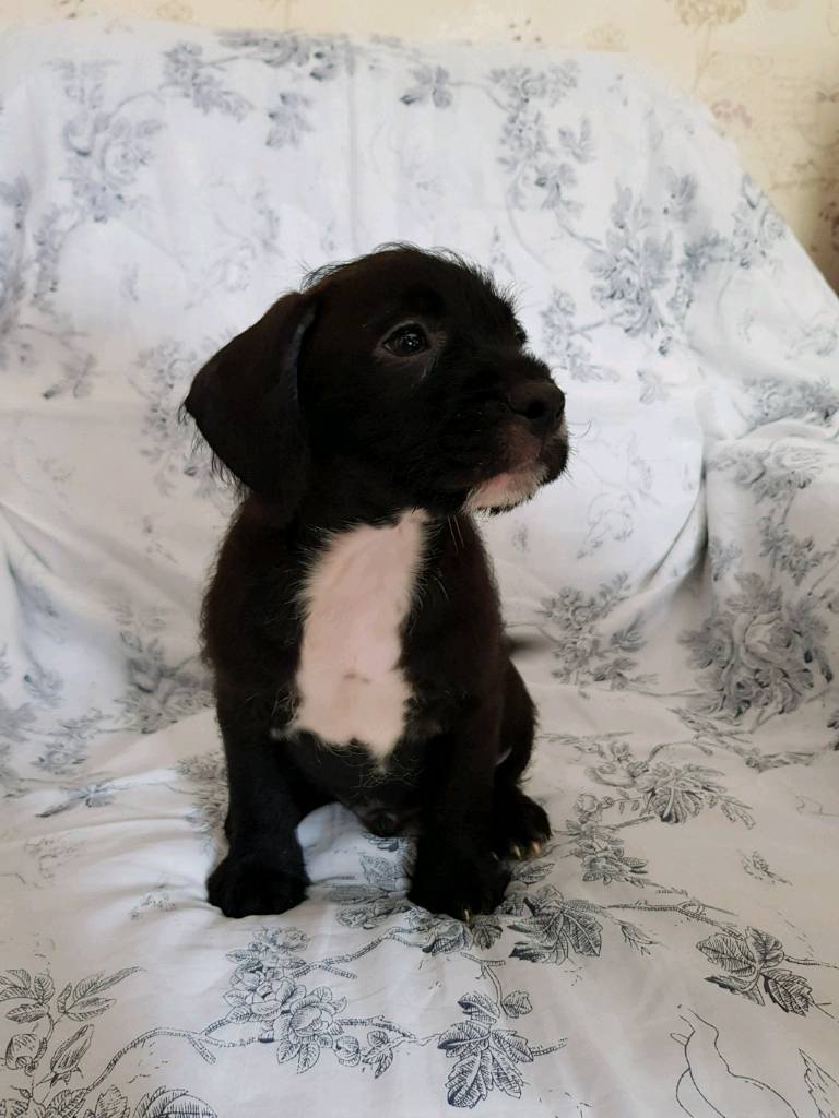 French bulldog x cockapoo puppies for sale | in Newton-le-Willows ...