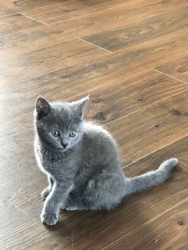 Stunning solid blue bsh kitten | in Queenborough, Kent | Gumtree