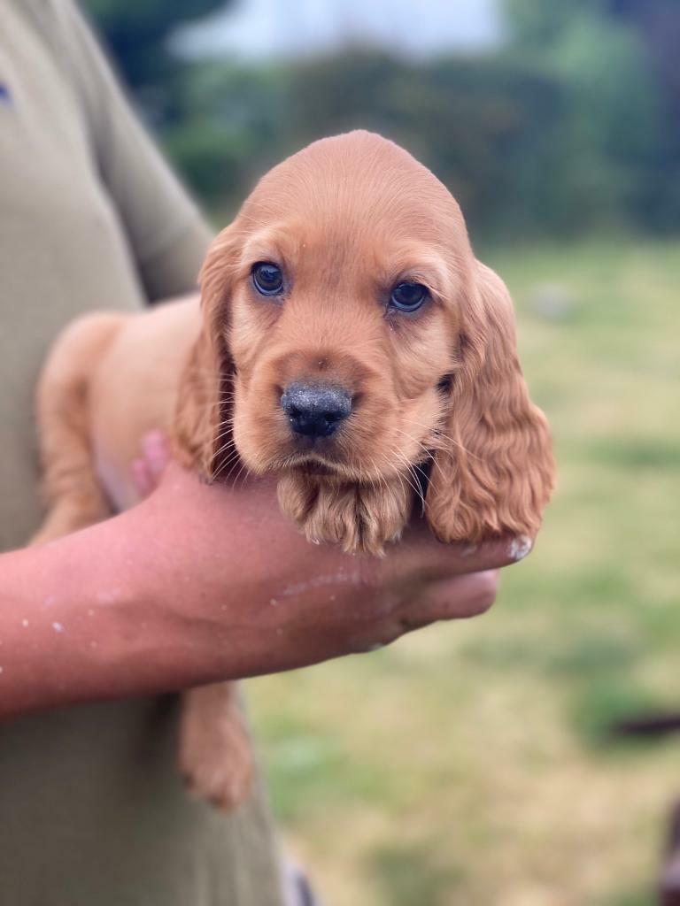 Red golden show type Cocker spaniel puppies | in Sittingbourne, Kent ...