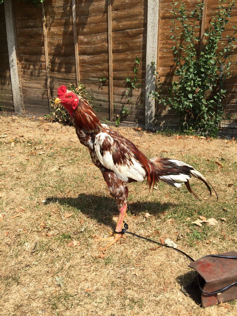 Pure aseel for sale | in Birmingham, West Midlands | Gumtree