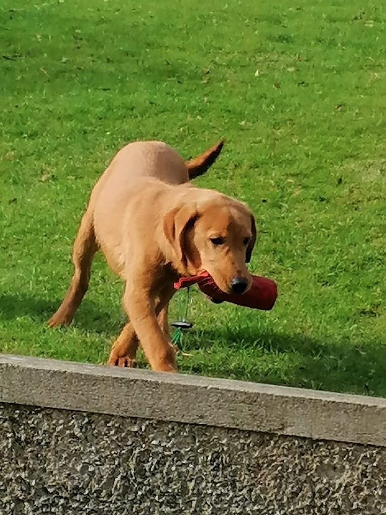 6 month old Labrador pups for sale | in Newry, County Down | Gumtree