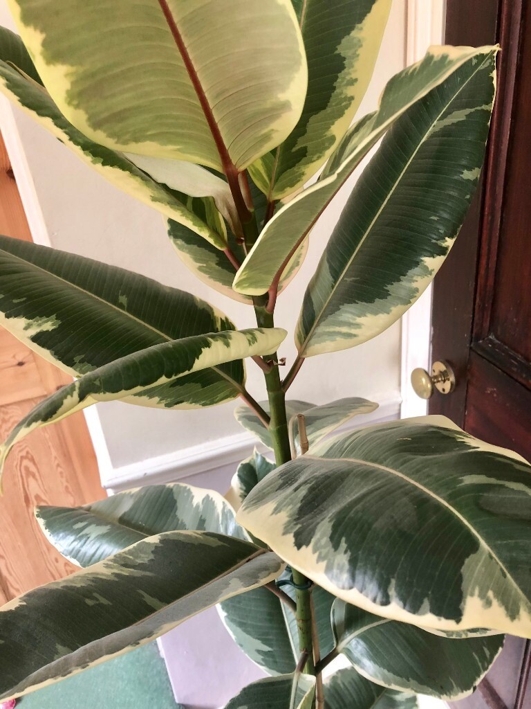 Beautiful big rubber tree, large indoor house plant | in Kingston ...