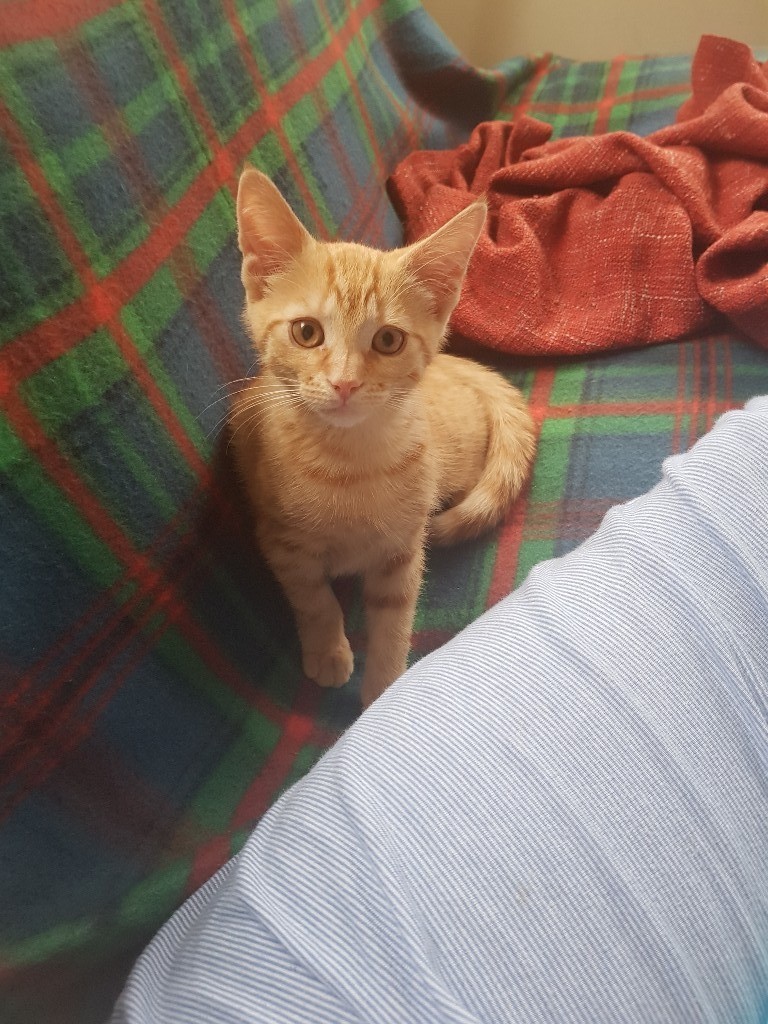 6 month old kitten | in Bridgend | Gumtree