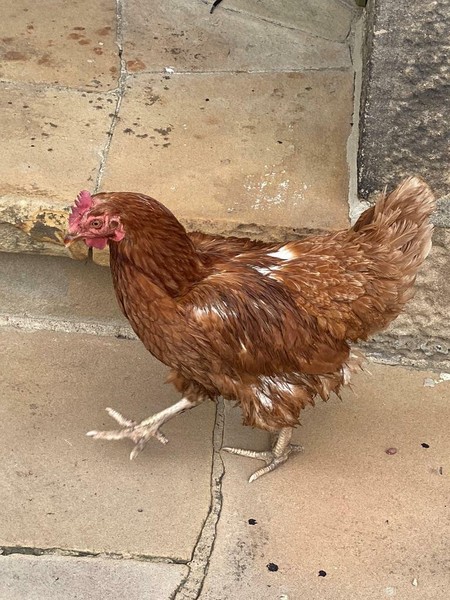 Chicken Hut for sale in UK | 67 second-hand Chicken Huts