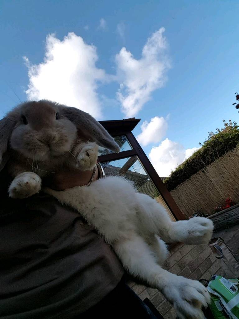 Giant pure French lop rabbits | in Port Talbot, Neath Port Talbot | Gumtree