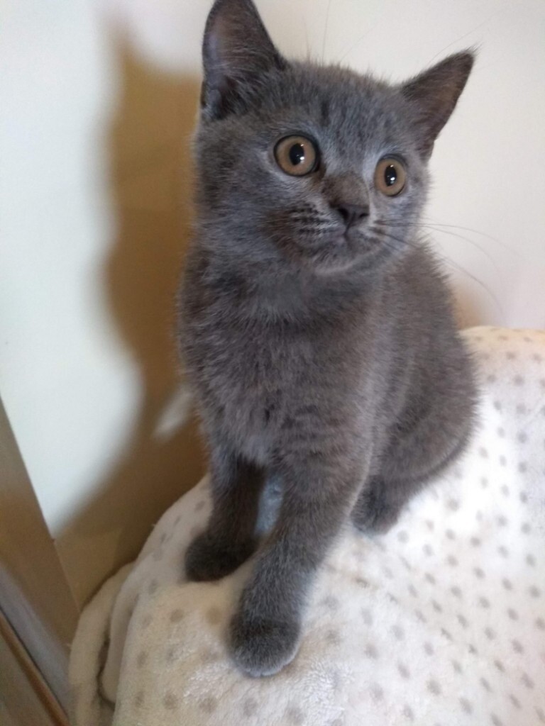 Stunning Russian Blue/British Shorthair - * Reserved * | in ...