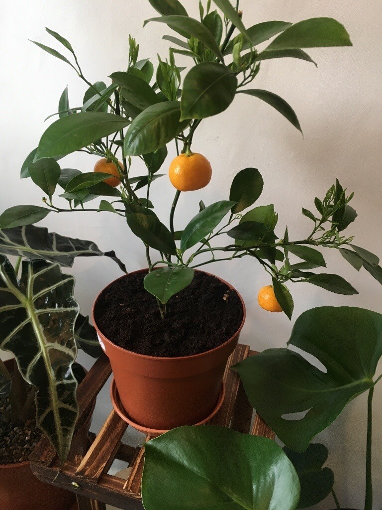 Indoor orange tree | in Spennymoor, County Durham | Gumtree